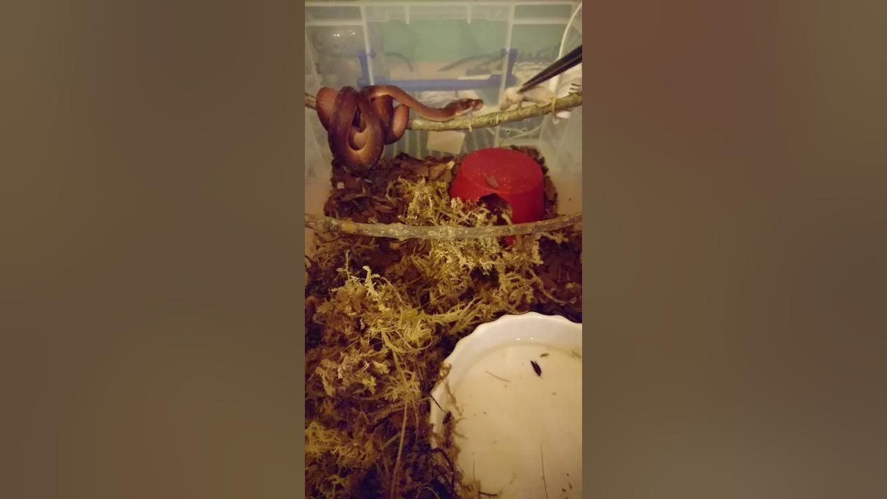 Oksibil/ Highland Scrub Python neonates, feed number 3 - YouTube