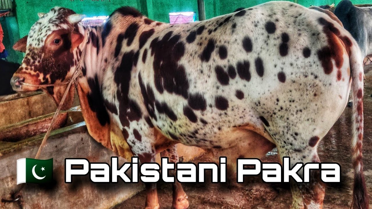 Beautiful Hasha or Pakra Bull & Huge Buffalos Collection For upcoming ...