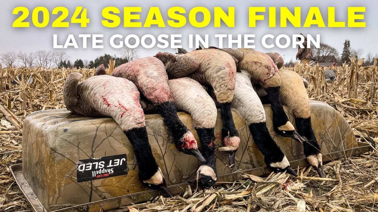 The Finale: Corn Field Goose Hunt | 2024 Ohio Goose Hunting - YouTube