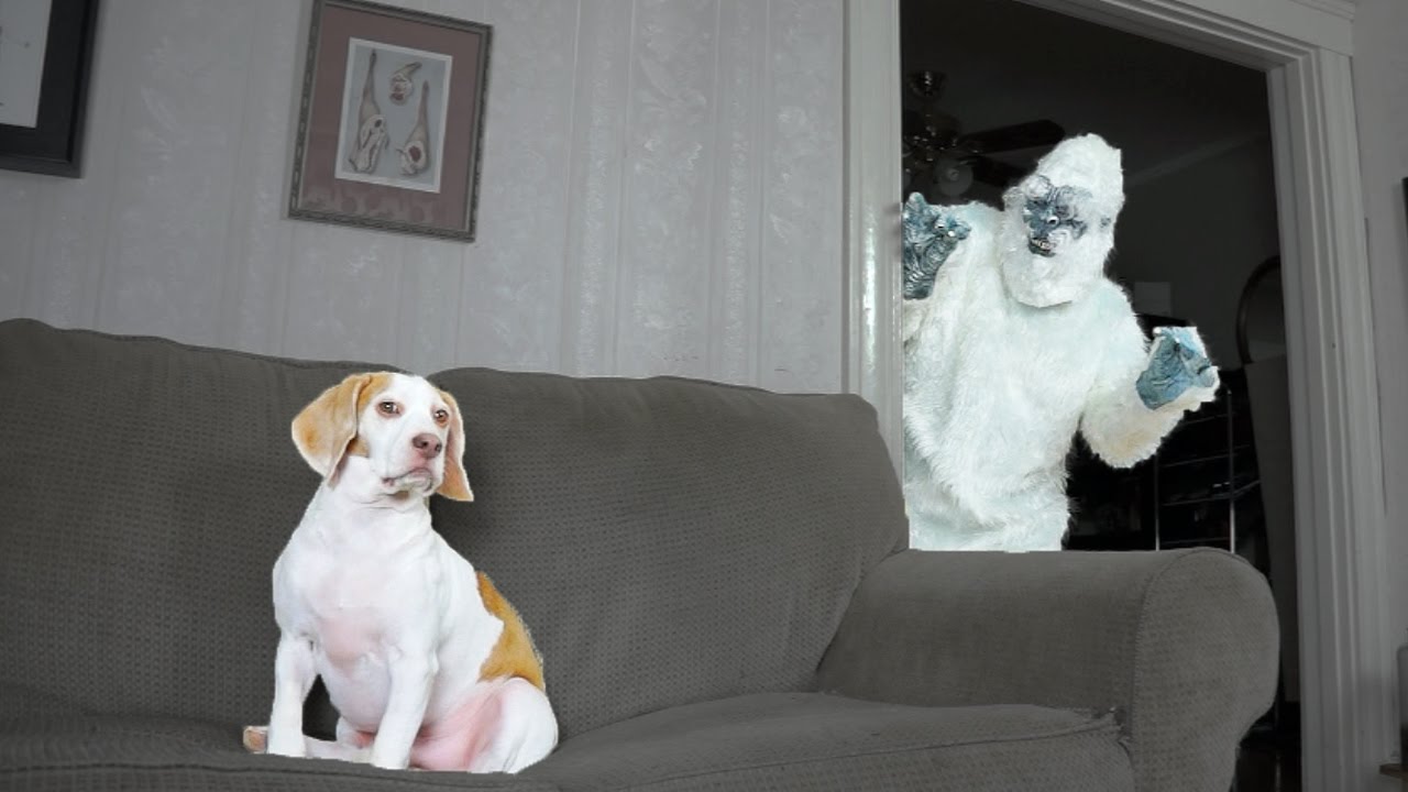 Dog Surprised by Yeti Prank: Cute Dog Maymo - YouTube