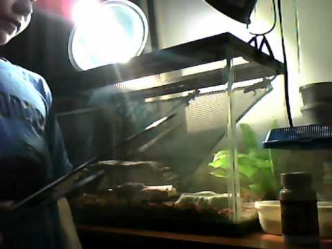 My New Brown Anole Cage Setup - YouTube