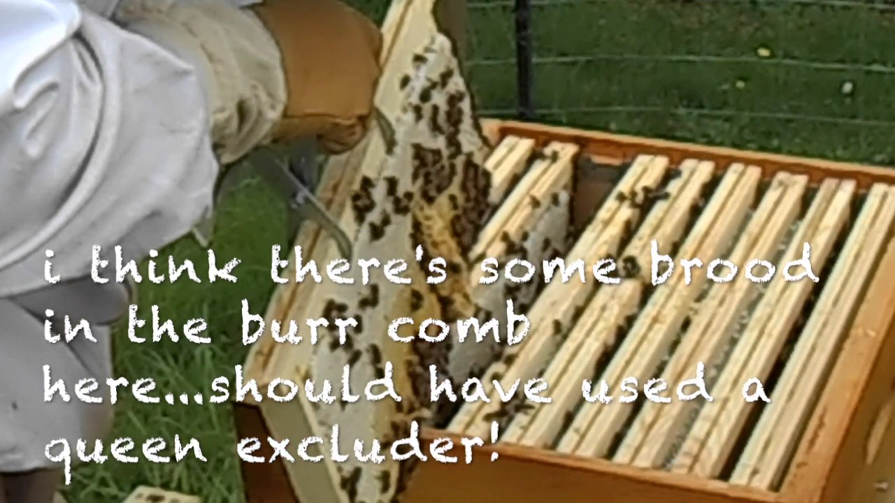 Checking the bees' progress - YouTube