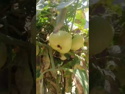 tamatar ka ped aur fal 🌱🍒 - YouTube