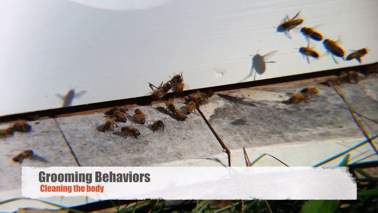 Bee-haviors of honey bees - YouTube