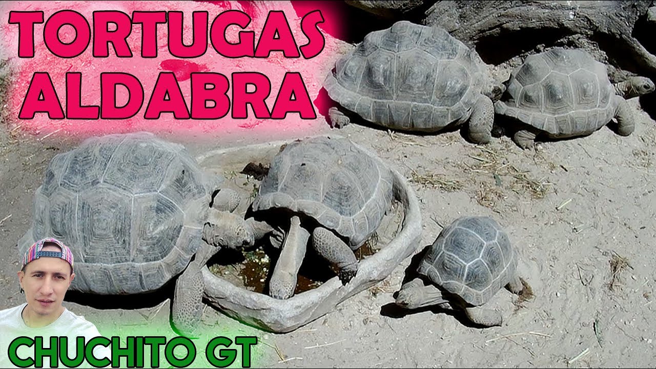 Tortuga Gigante de Aldabra 4K - YouTube