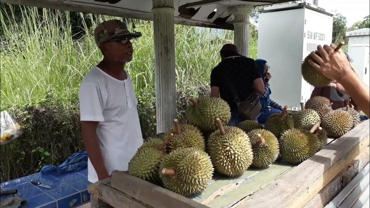 Suasana musim durian di Titi Akar . - YouTube