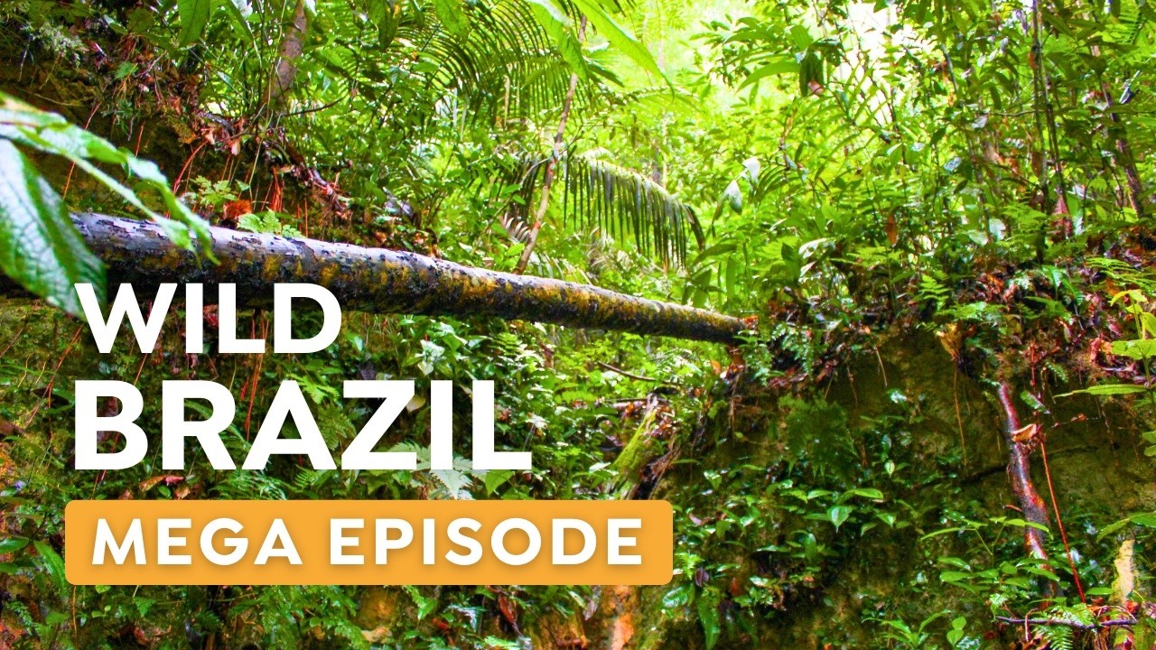 Brazil in 4K: Stunning Wildlife of the Amazon Rainforest and Beyond ...