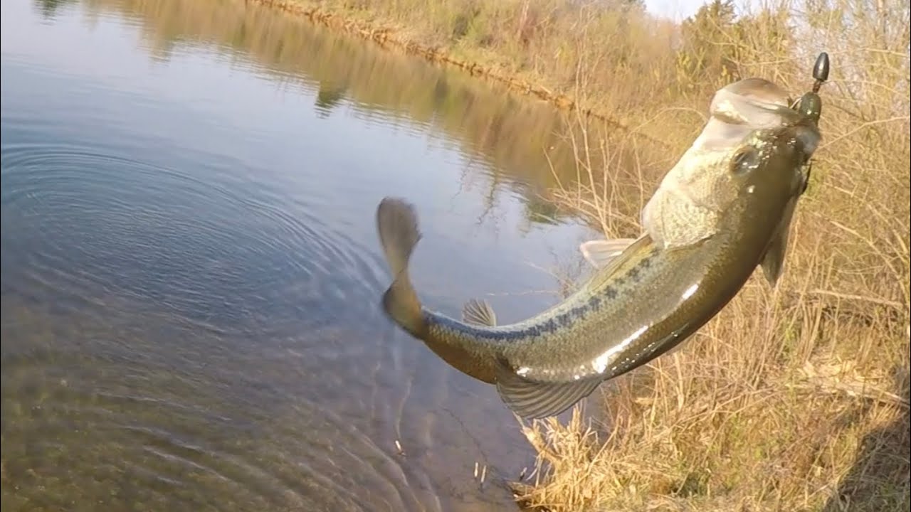 Lots of BASS in this little lake - YouTube