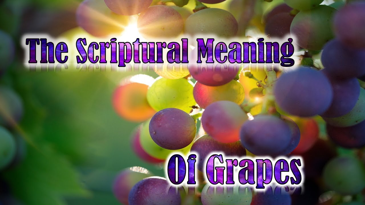 The Scriptural Meaning of Grapes - YouTube