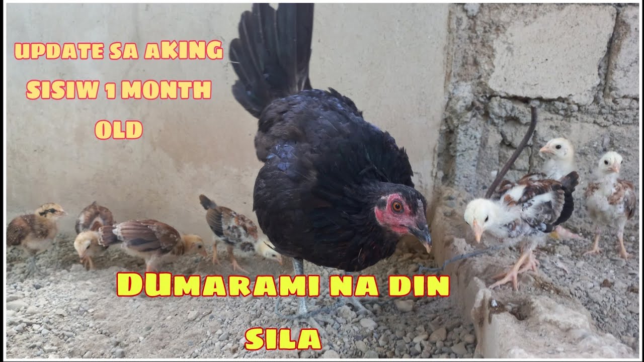 May bagong mga Sisiw | Update sa 1month old na Sisiw- kung Paano ...