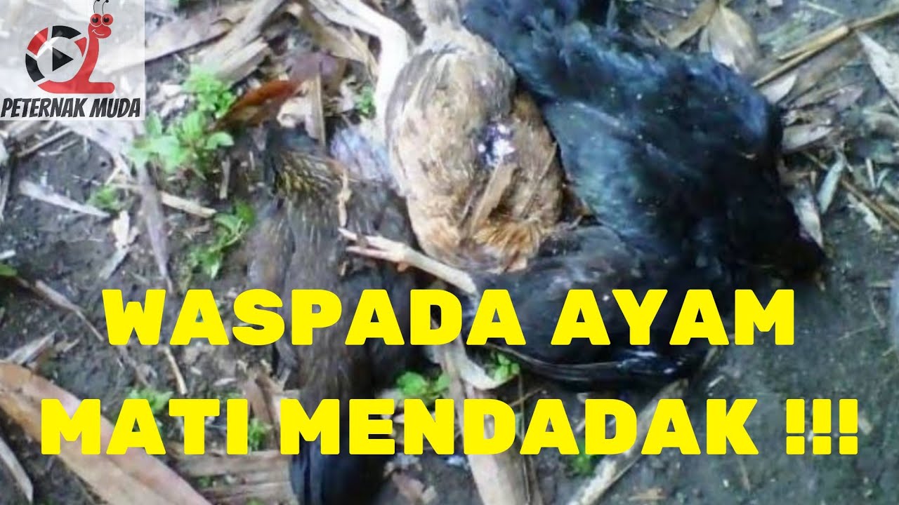 PENTING !! CARA MENGATASI AYAM MATI MENDADAK - YouTube