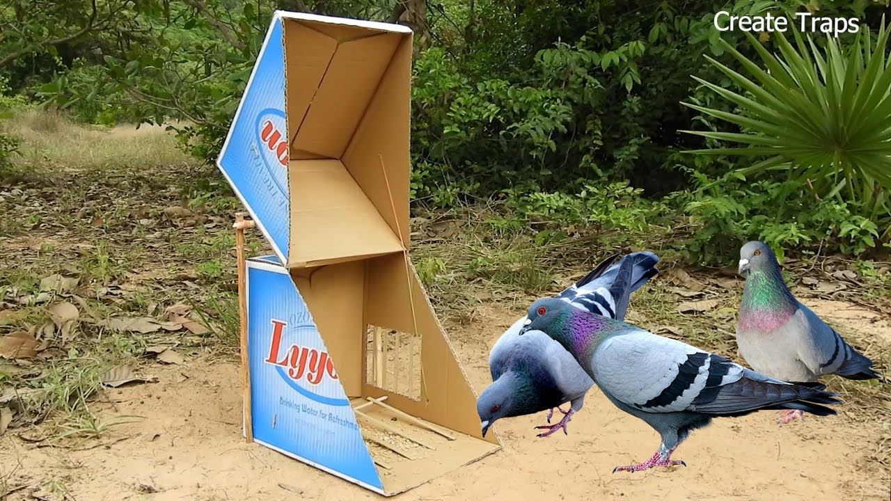 Creative Unique Pigeon Trap Using Cardboard Box And Wood - YouTube