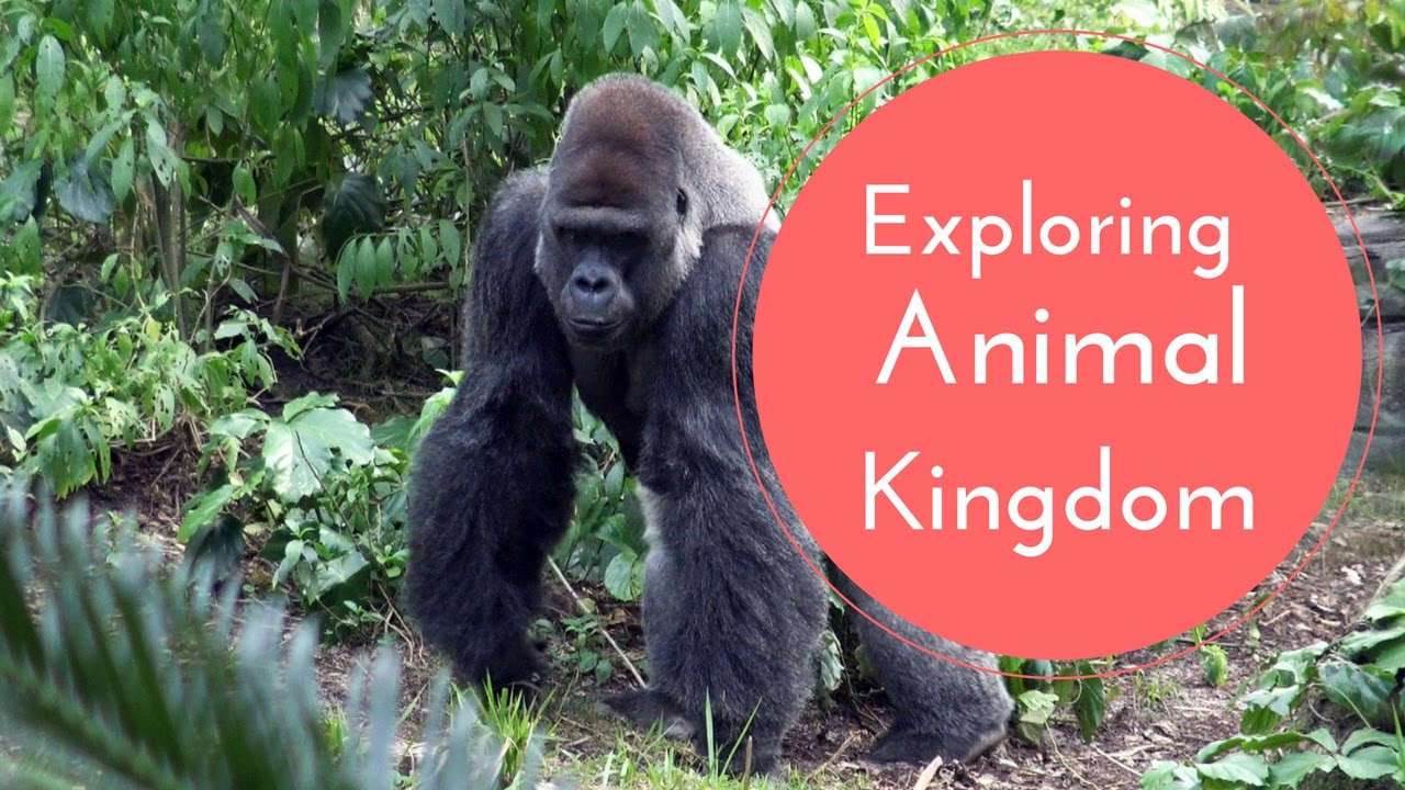 Animal Kingdom Exploring! - WDW Vlog January 2017 Day 6 - YouTube