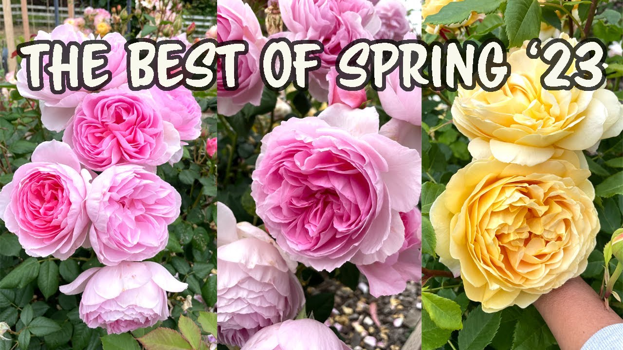 Best Of Roses From My Garden! (Be sure to read the Description ...