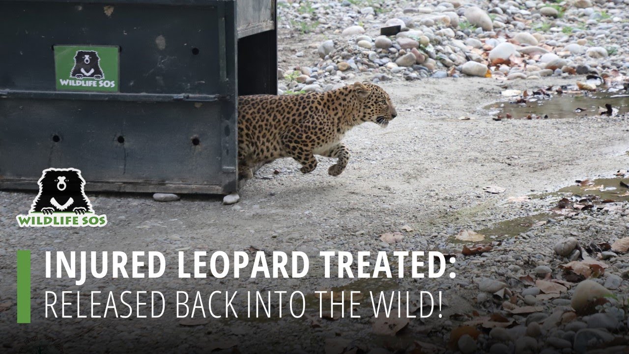 Injured Leopard Treated: Released Back Into The Wild! - YouTube