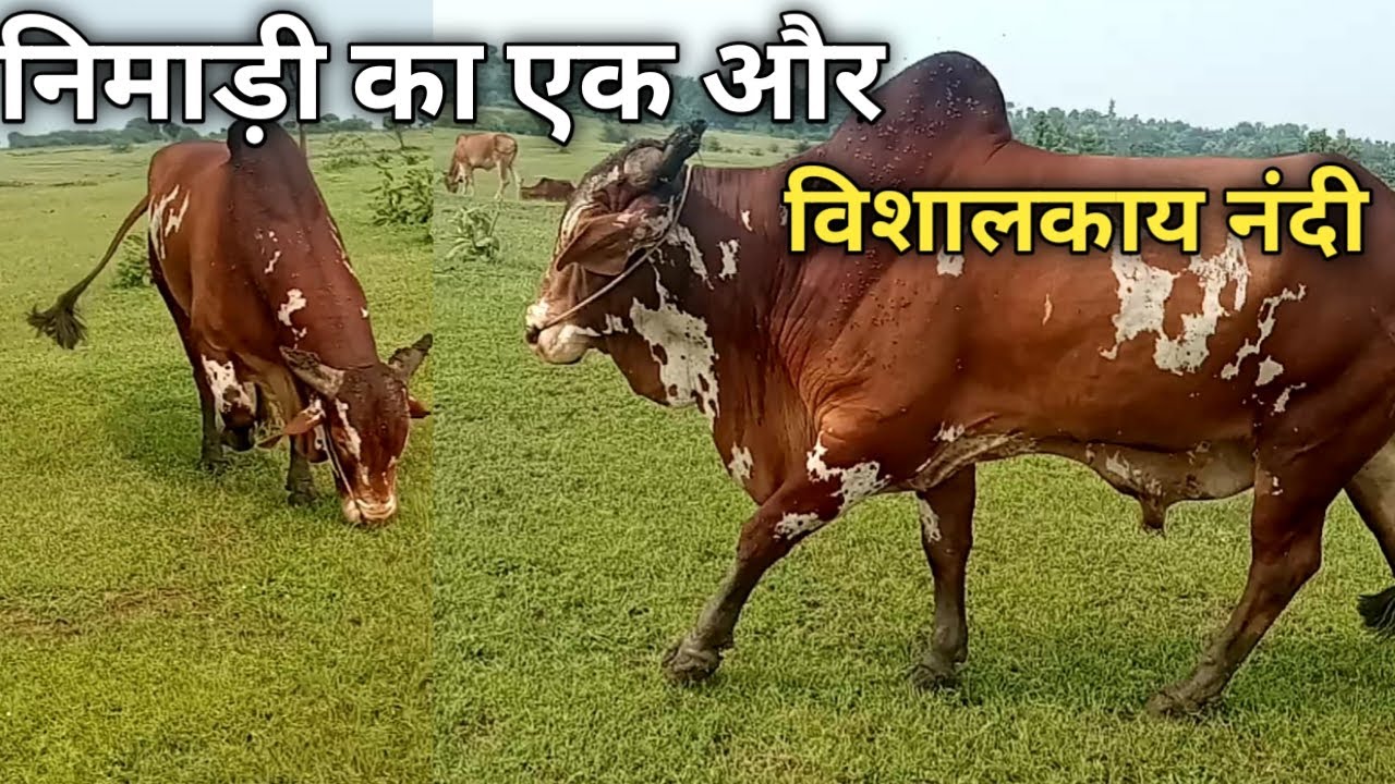 👌निमाड़ी नस्ल का भव्य नंदी || Gorgeous Bull of Nimari breed. || Bel Bel ...