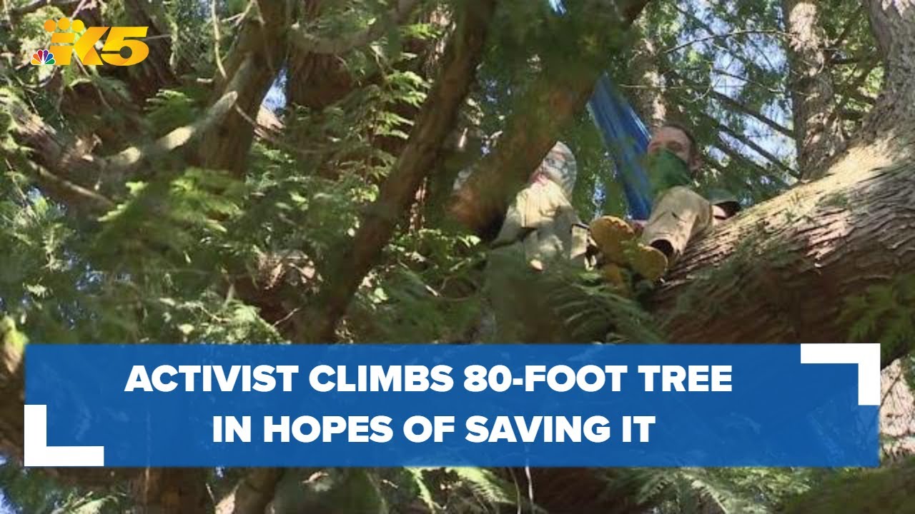 Environmental activist goes to new heights to save 80-foot tree in ...