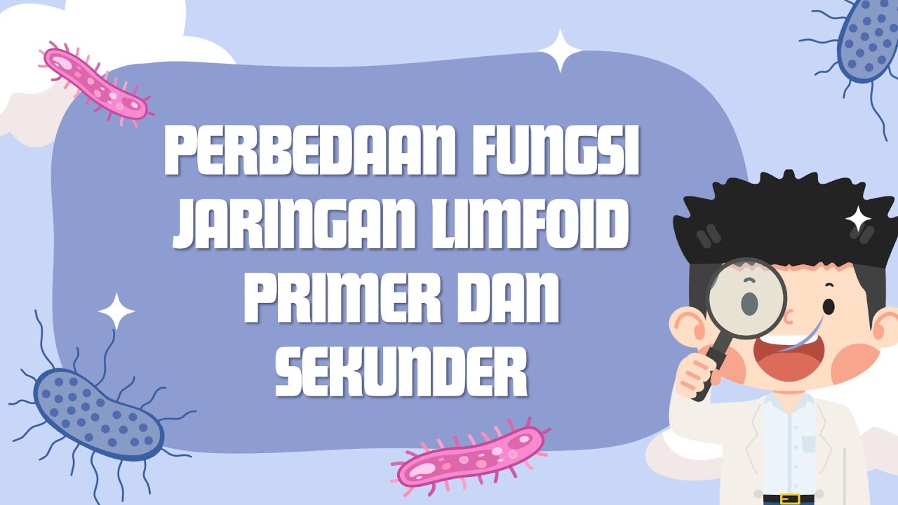 Perbedaan Fungsi Jaringan Limfoid Primer dan Sekunder Kelompok 4 ...