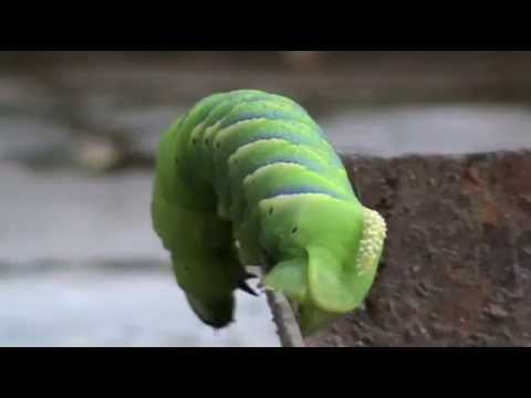 Omida Popii - YouTube