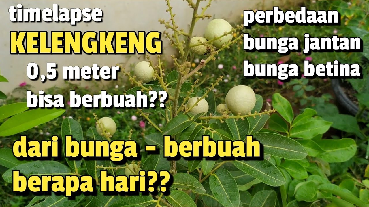 Timelapse Buah Kelengkeng Bunga Sampai Menjadi Buah Kelengkeng Pendek ...
