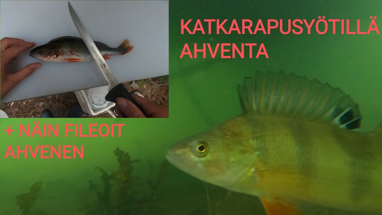 KALASTETAAN SATAMASSA || VEDENALAISKUVAA ||+ AHVENEN FILEOINTI ...