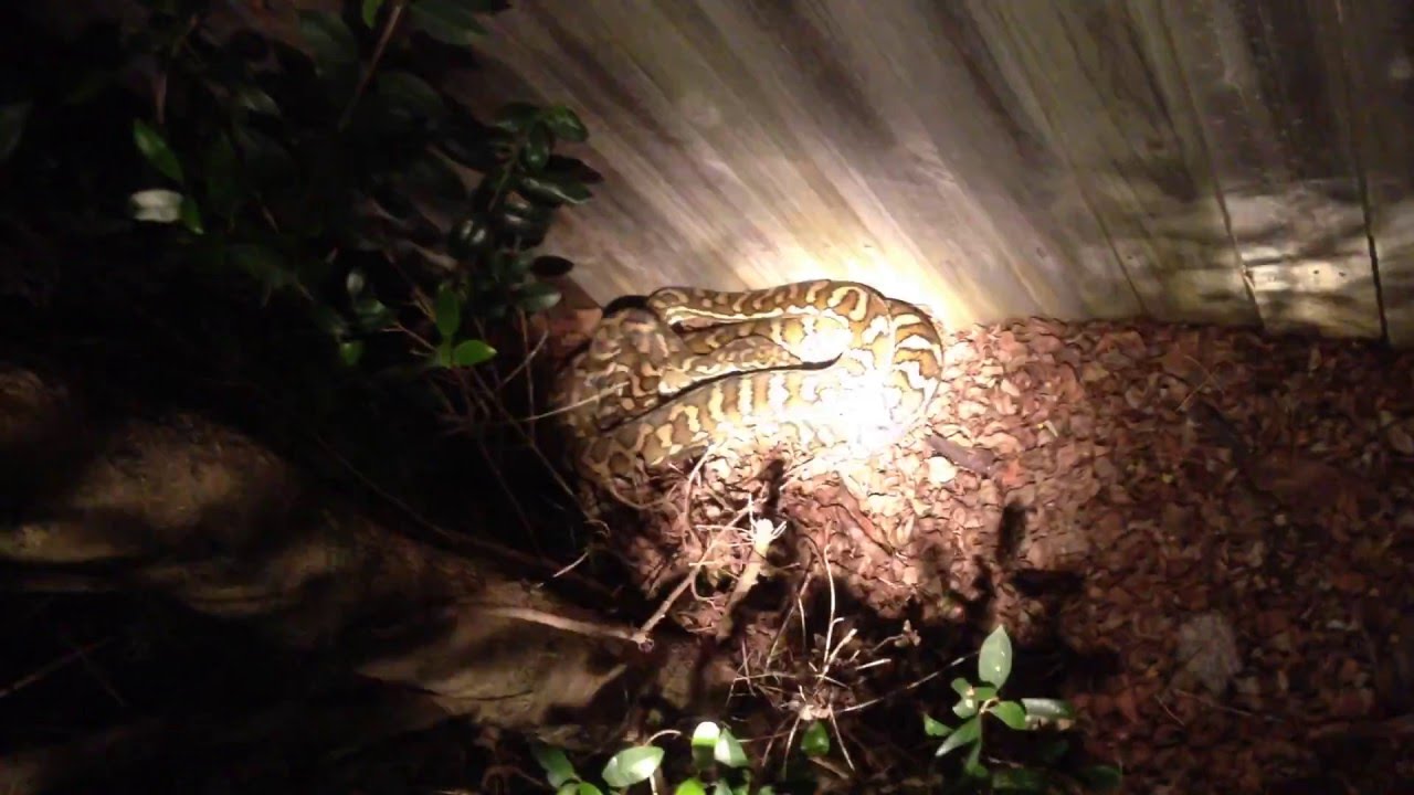 Eastern Coastal Python #2 - YouTube