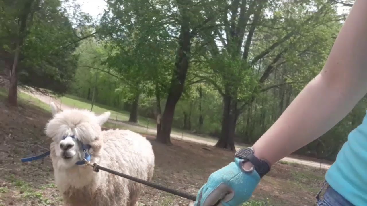 Alpaca training - YouTube