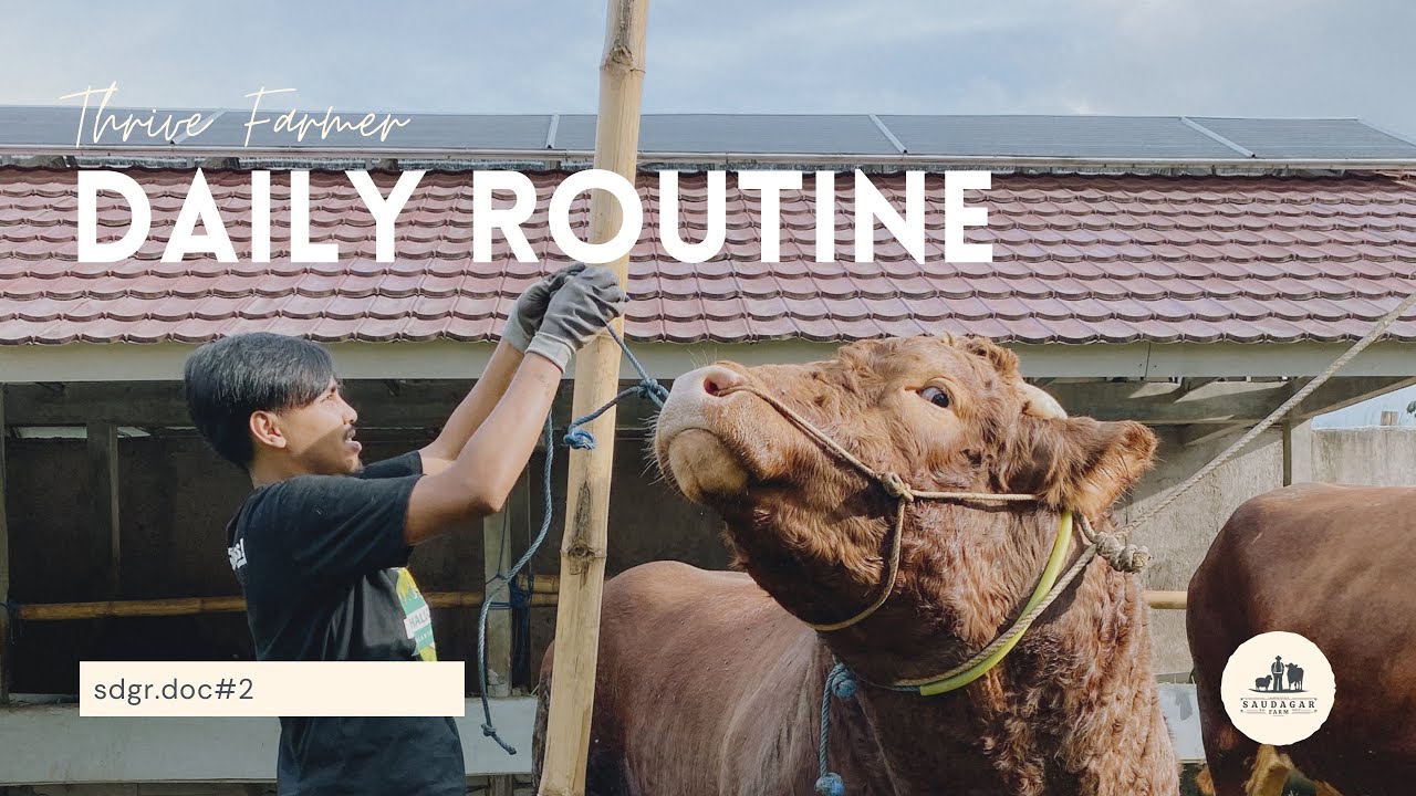 OUR DAILY ROUTINES - Get to know more about what we do on Saudagar Farm ...