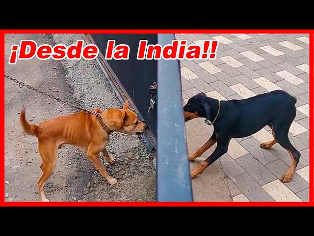 Razas De Perros Indios