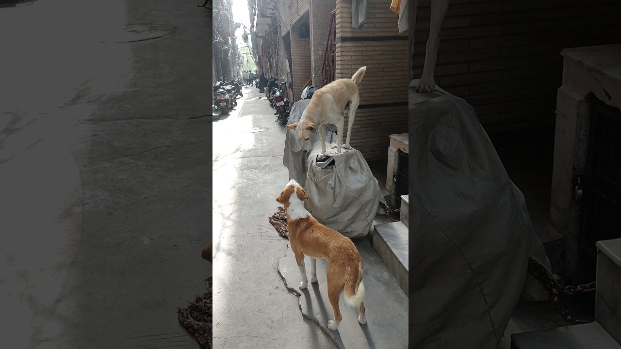 dog resting on scooty - YouTube