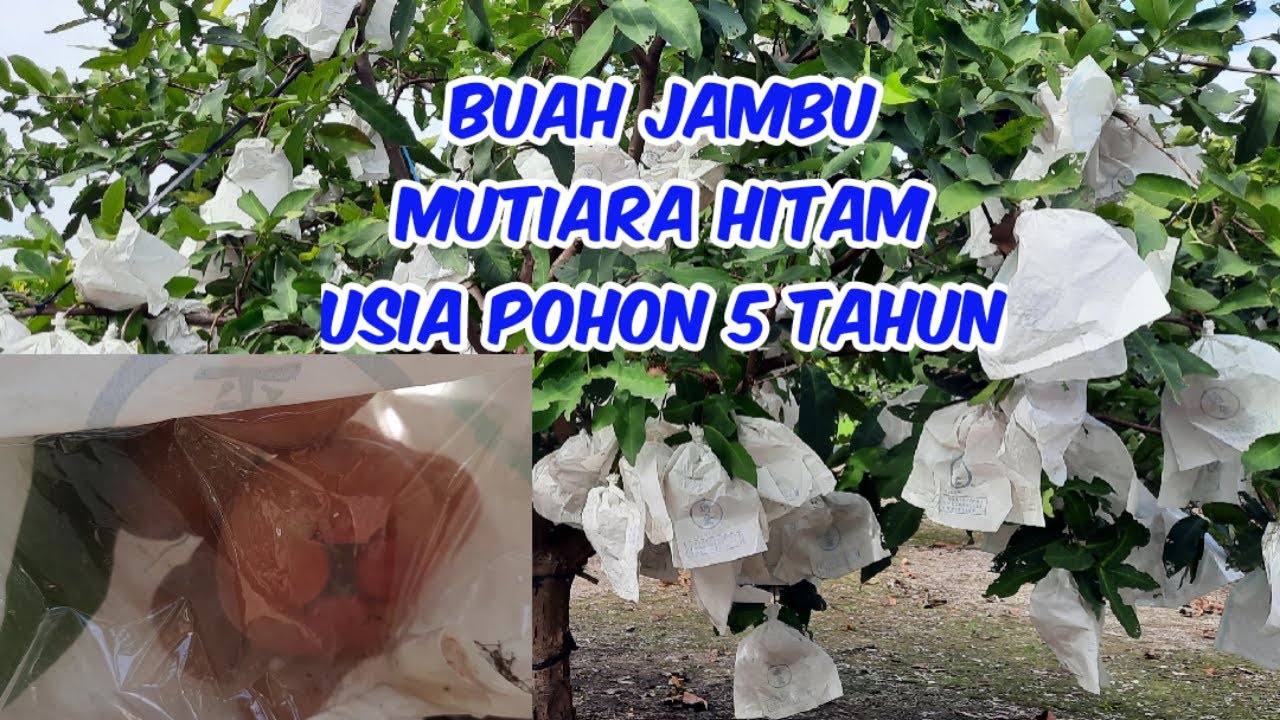 Buah Jambu Mutiara Hitam Usia Pohon 5 Tahun Di Taiwan - YouTube