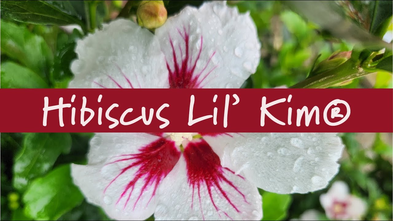 Hibiscus Lil' Kim® at Prides Corner Farms - YouTube