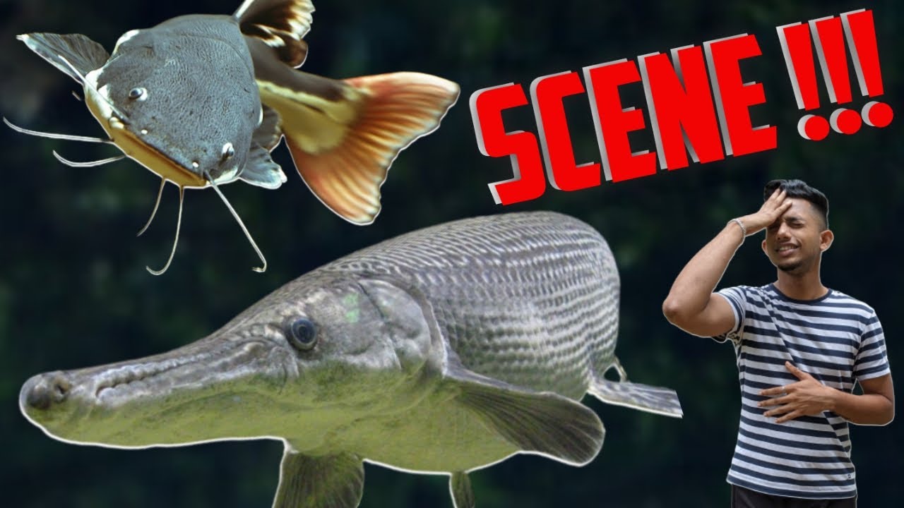 Alligator Gar and Red Tail Catfish 🤩🤩|| Monster fish tank || nature Co ...