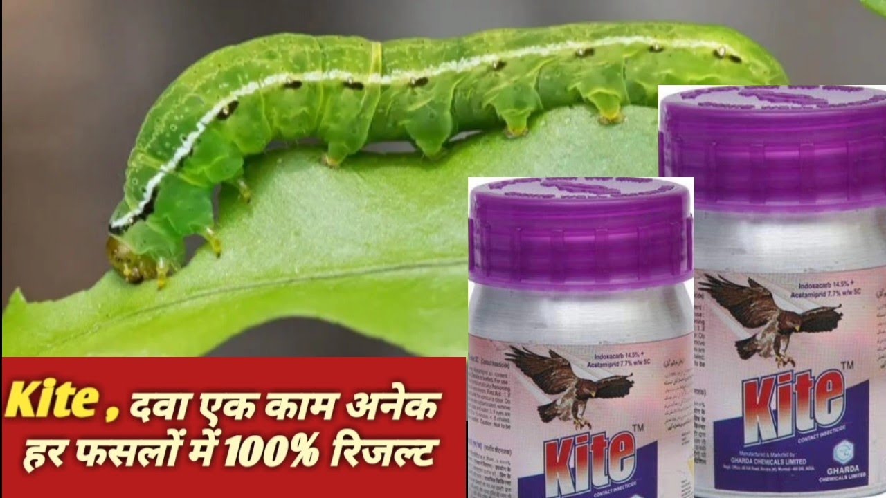 Kite insecticide use / Kite use result / बैगन की सुंडी/टमाटर तन्ना छेदक ...