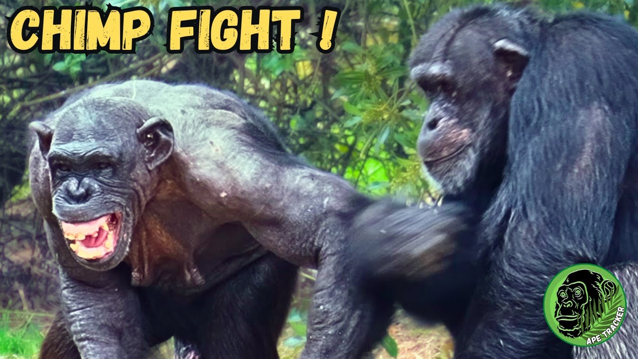 Alpha Male Chimpanzee Fights His Favourite Female! - YouTube