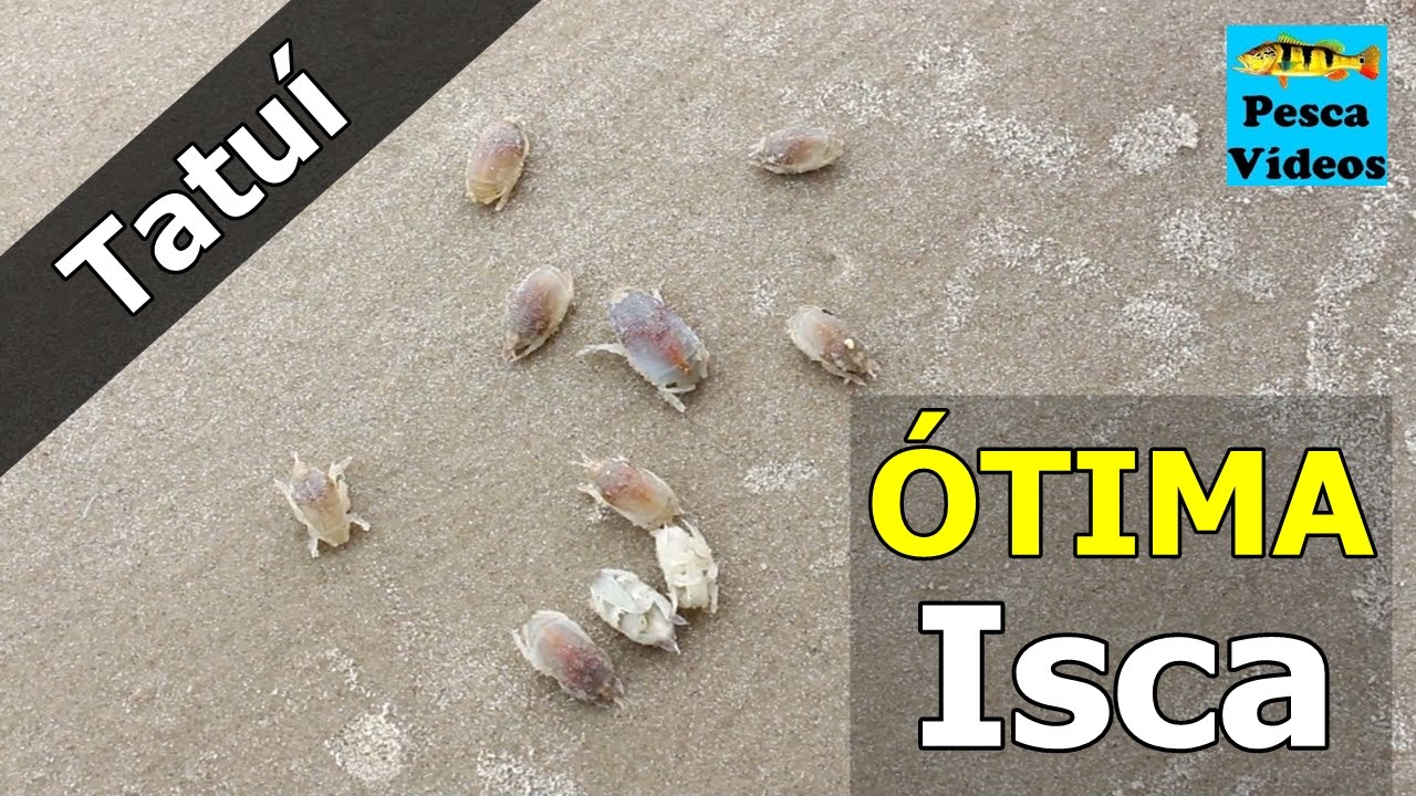 Tatuí/Tatuíra de Casco Mole - Isca para Pesca de Praia - [Pesca Vídeos ...