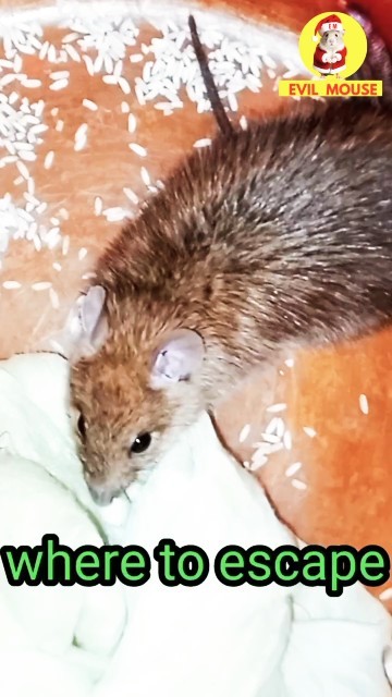 where to escape . Mouse 😻😻😻#animals #shortvideo #evilmouse - YouTube