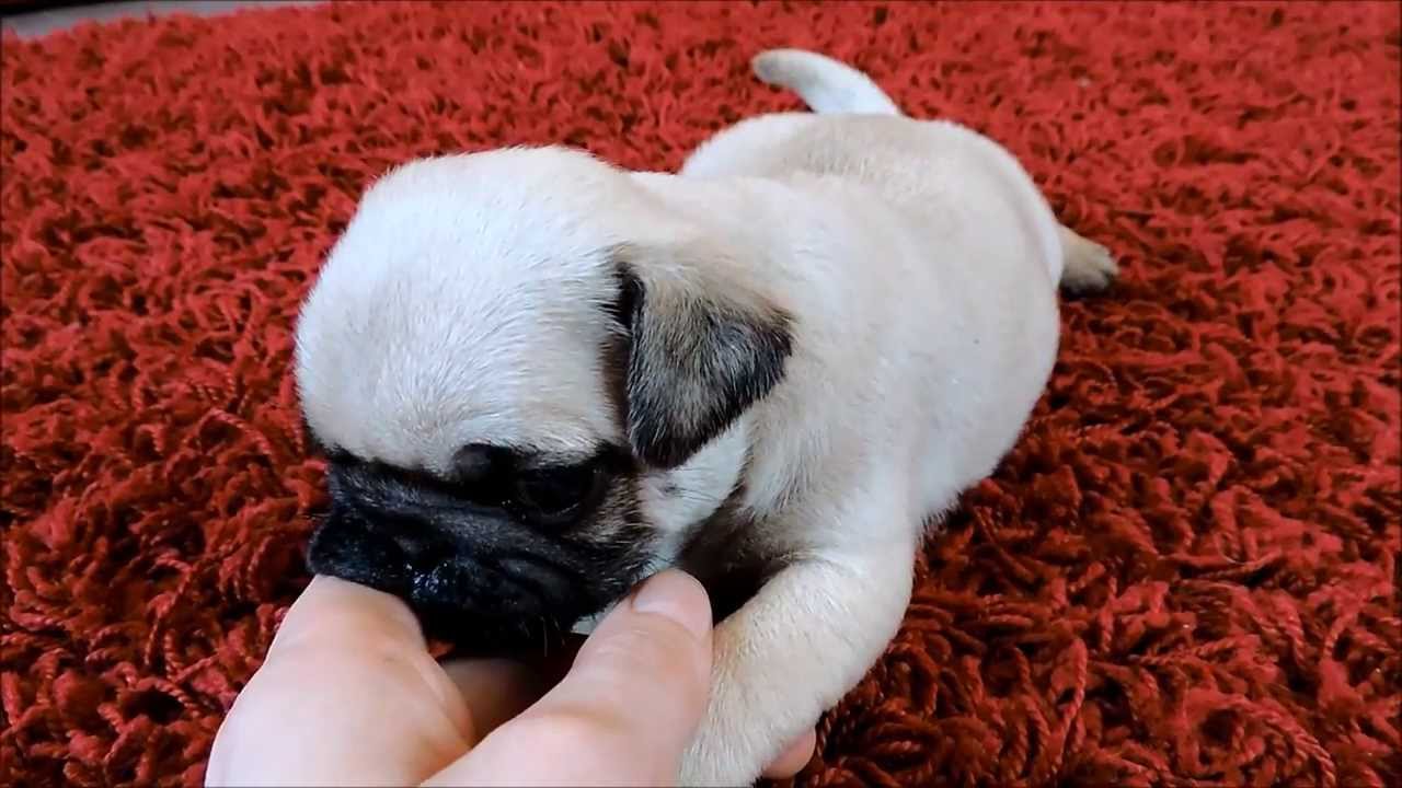 évolution du chiot carlin 3 et 4 éme semaine. - YouTube