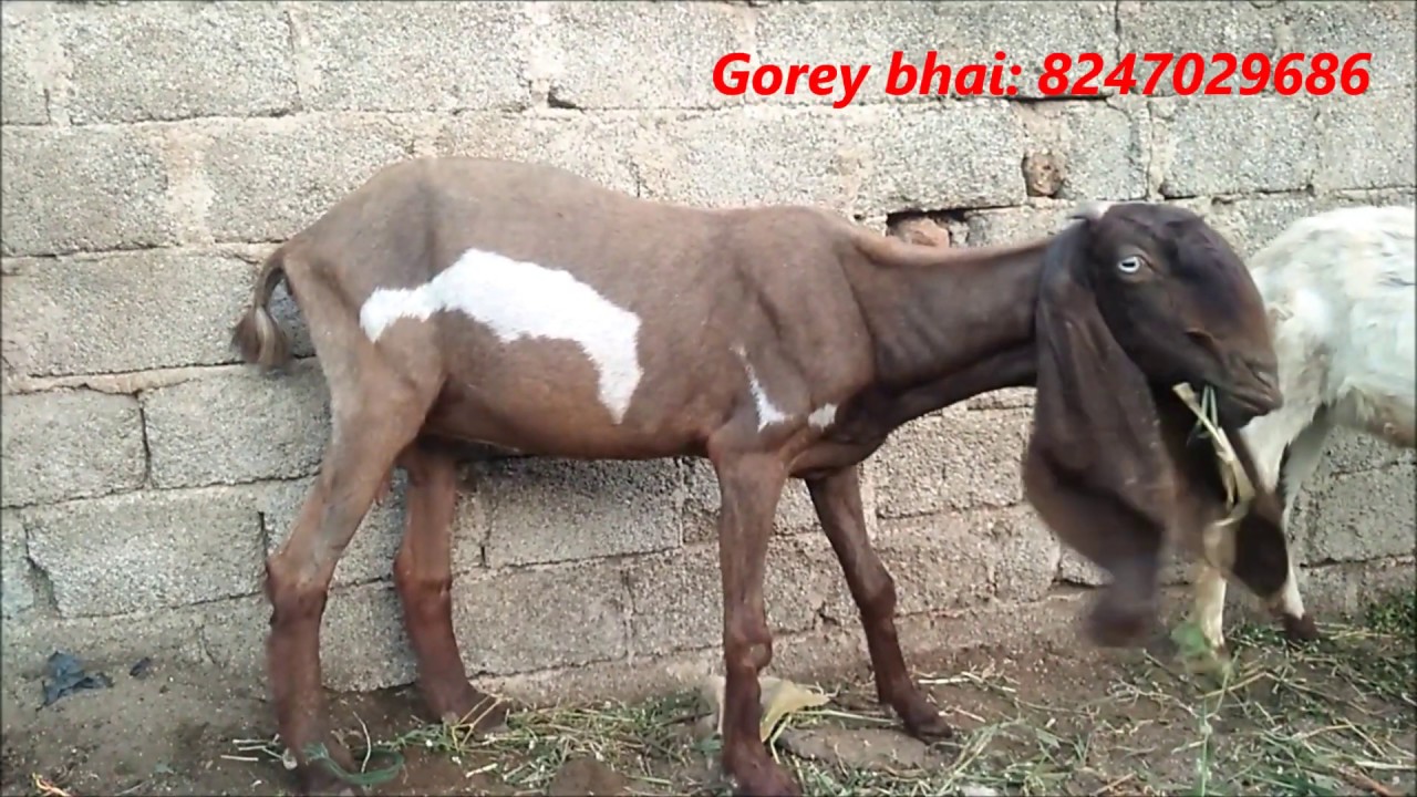 Hyderabadi Nasi female goat for sale || Gorey bhai: 8247029686 ...