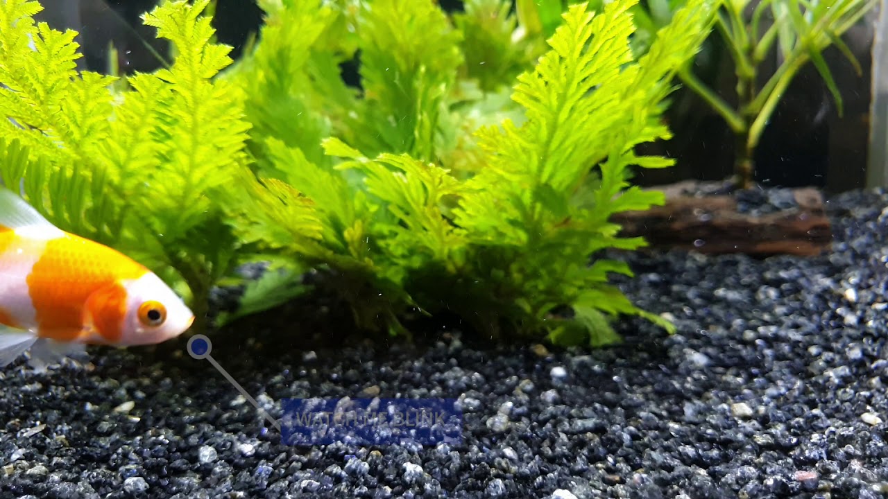 Beautiful Wakin goldfish's eye BLINKS - YouTube