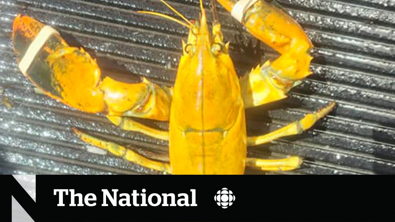 #TheMoment Nova Scotia fishers found a rare yellow lobster - YouTube