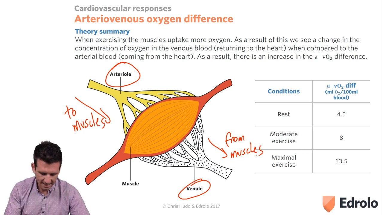 Acute Cardiovascular Responses to exercise v2020 - YouTube