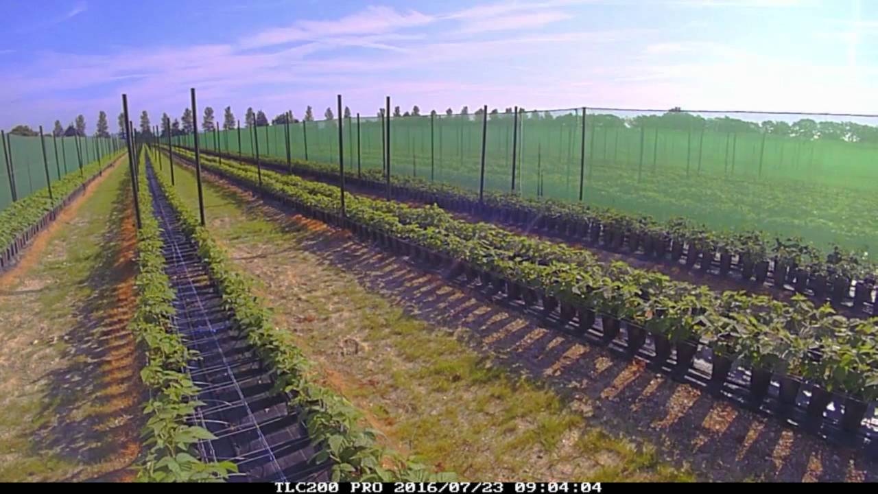 HHP Colworth Farm Propagation Raspberries TimeLapse - YouTube
