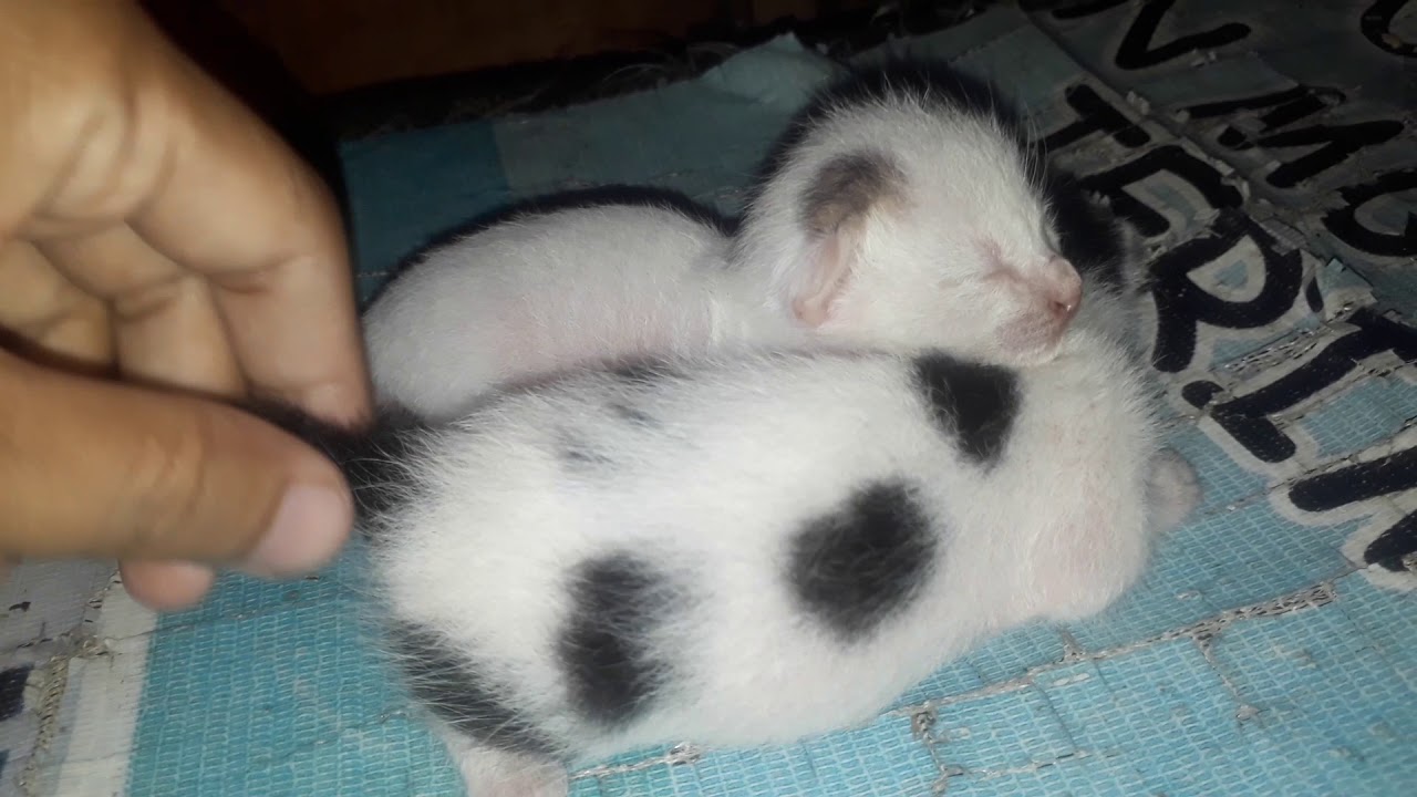 CARA MEMBUAT KUCING SENANG - YouTube