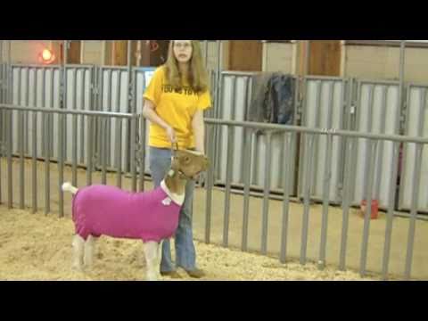 how to show a market goat part 2 - YouTube