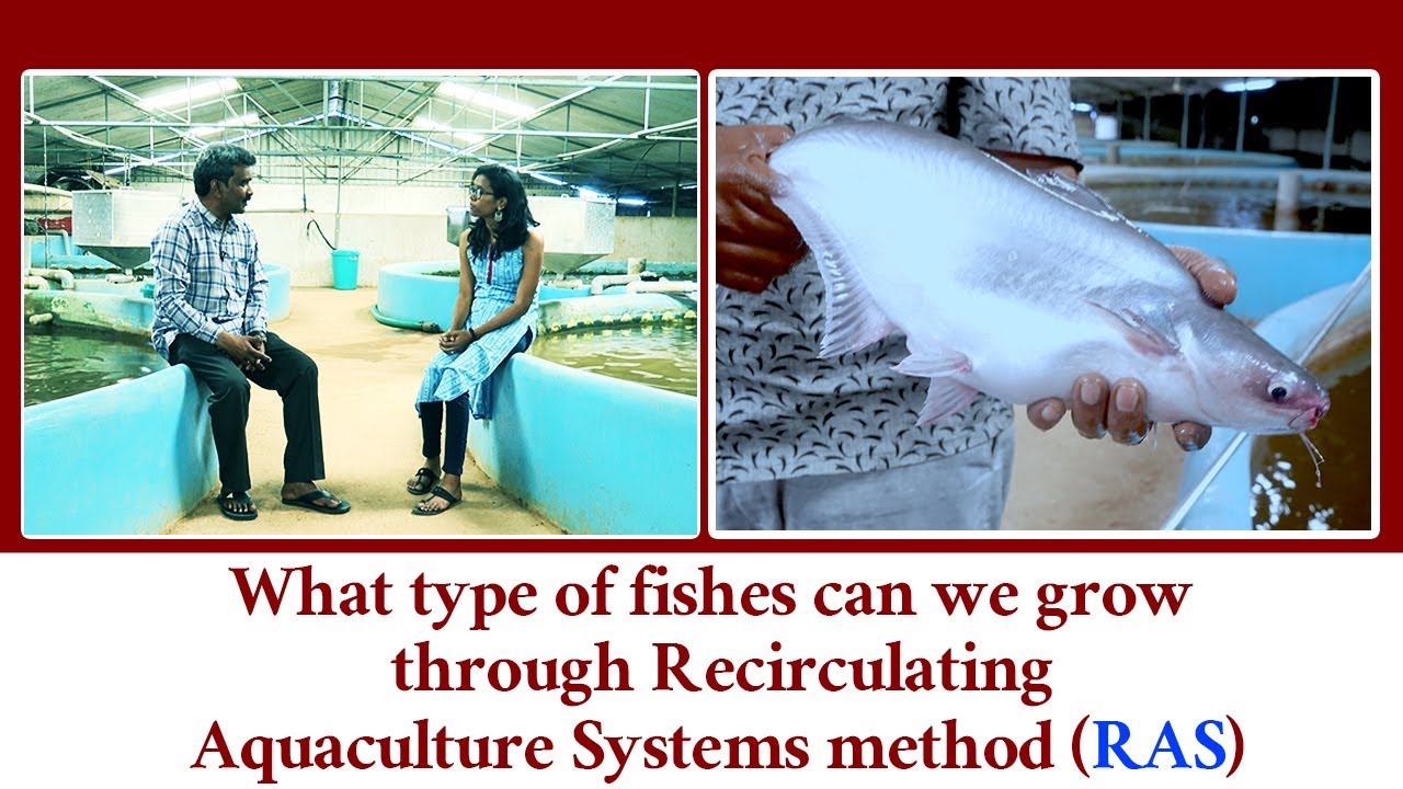 Types of Fishes we can grow with RAS Method | Neo Science Hub - YouTube