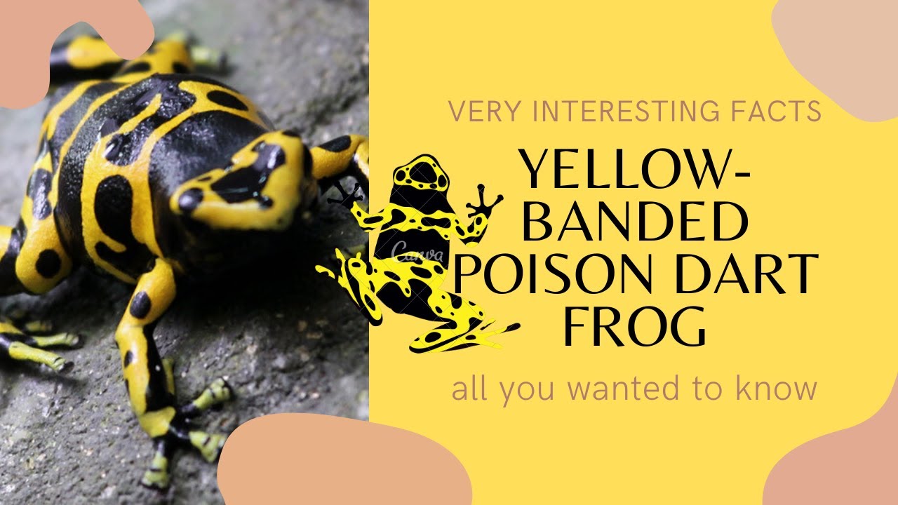 Yellow Banded Poison Dart Frog Eating
