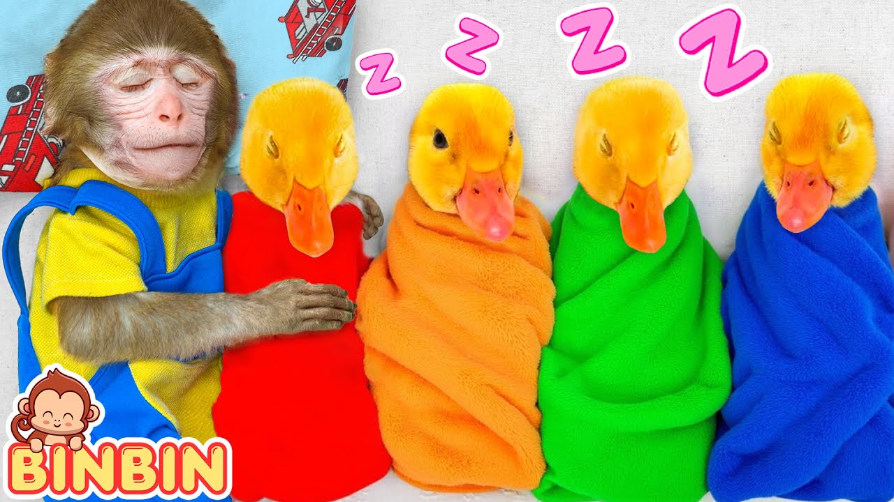 Mono Binbin Duerme Bien con el Patito y Rescata a sus Amigos de un ...