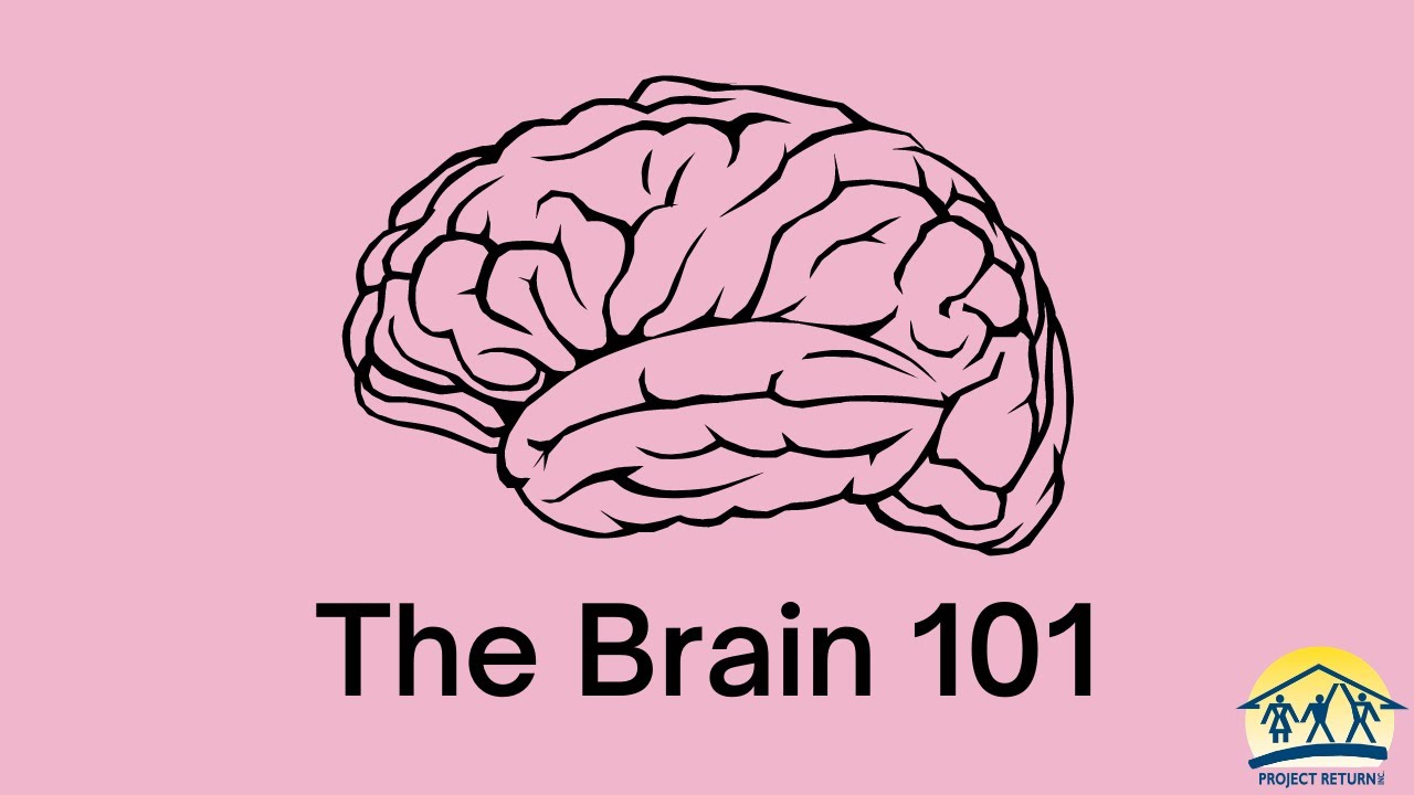 The Brain 101 - YouTube