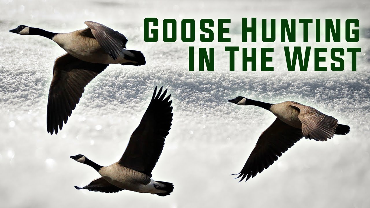 Snowstorm Goose Hunting! Canada Goose Hunt in Wyoming (Wingmen) - YouTube